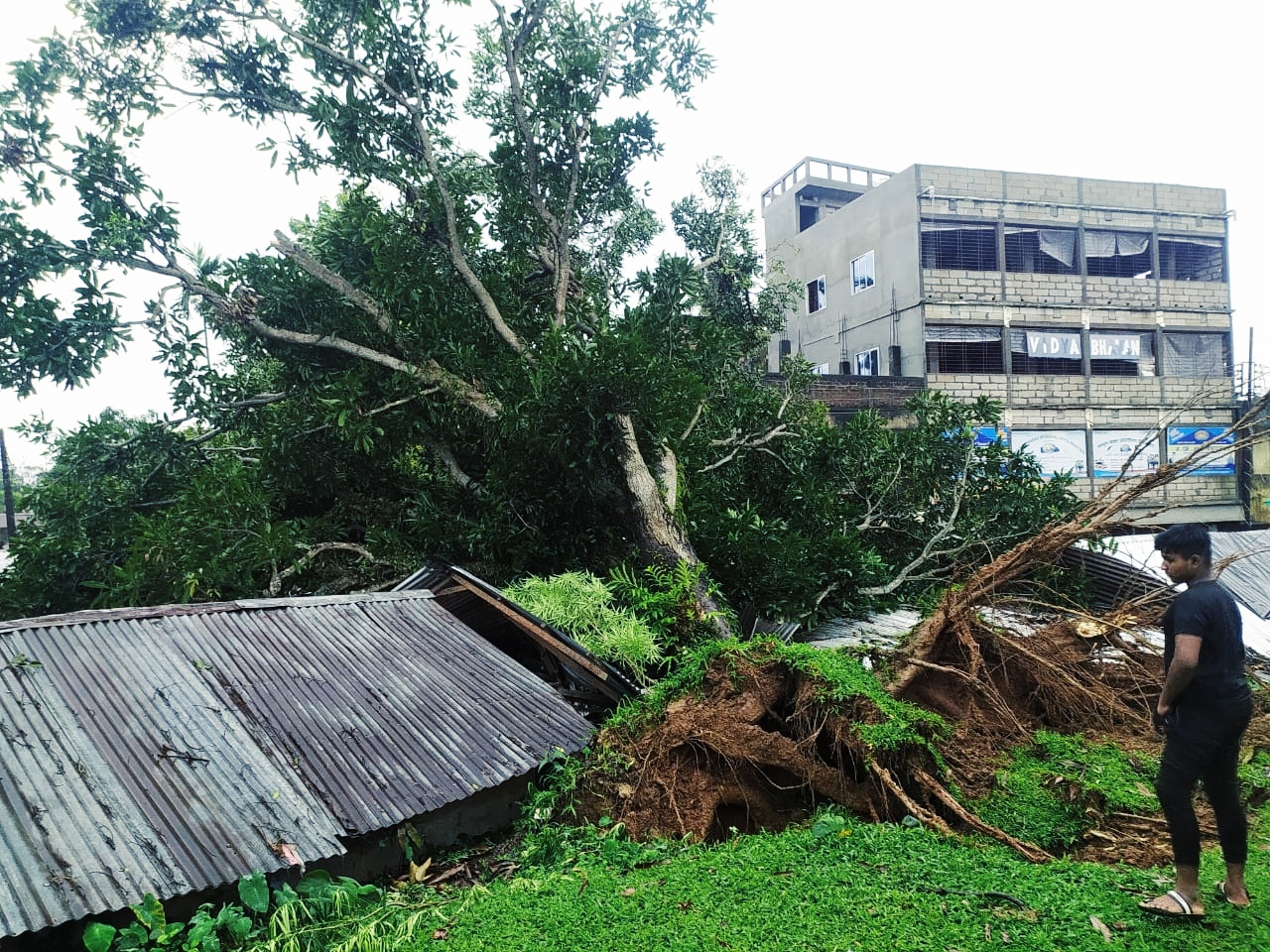 Giant trees fell at Sonamura, causes disruption in smooth movement of ...